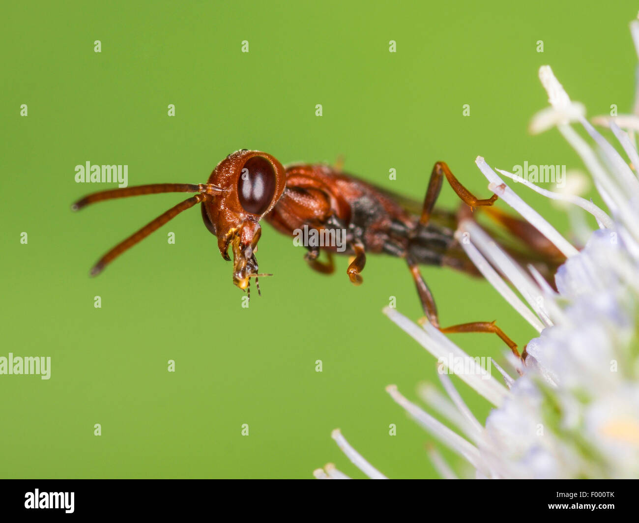 Apocritan wasp (Gasteruption hastator), female preening its antennae on ...