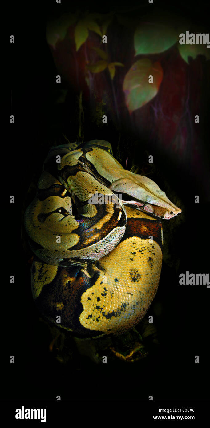 Red-tailed Boa (Boa constrictor), rolled-up Stock Photo - Alamy