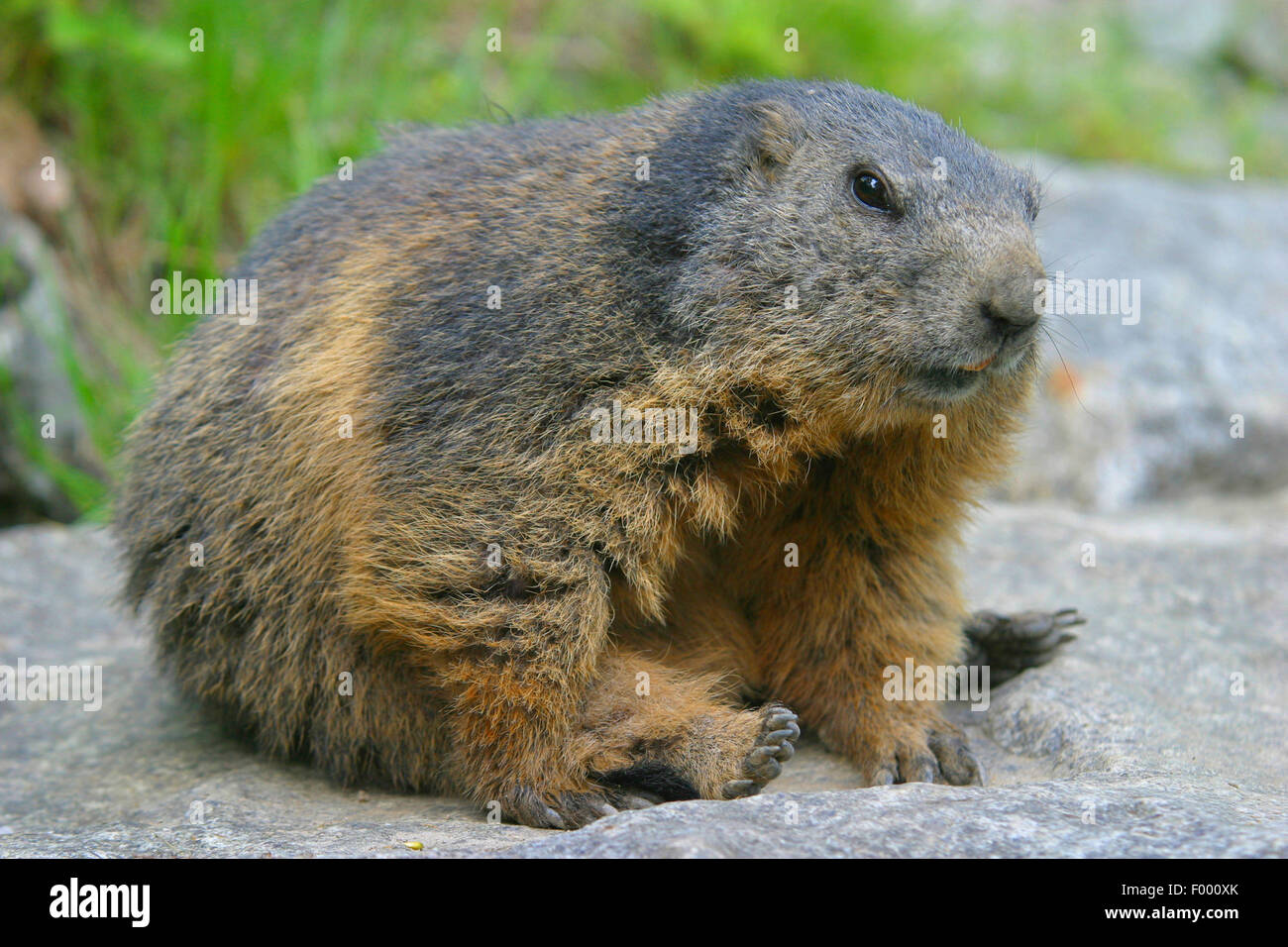 alpine marmot (Marmota marmota), sitting on a stone, Austria Stock ...