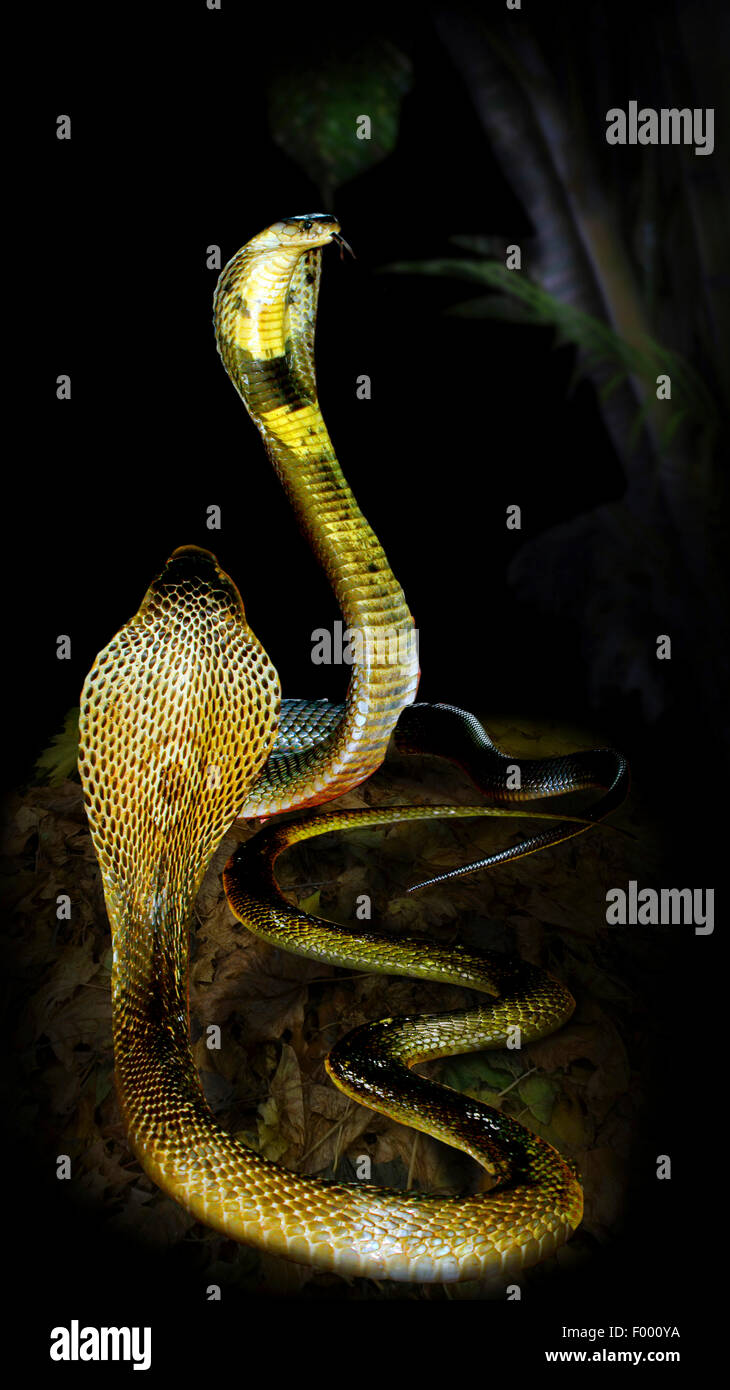 common cobra, Indian cobra (Naja naja), two cobras in threatening ...