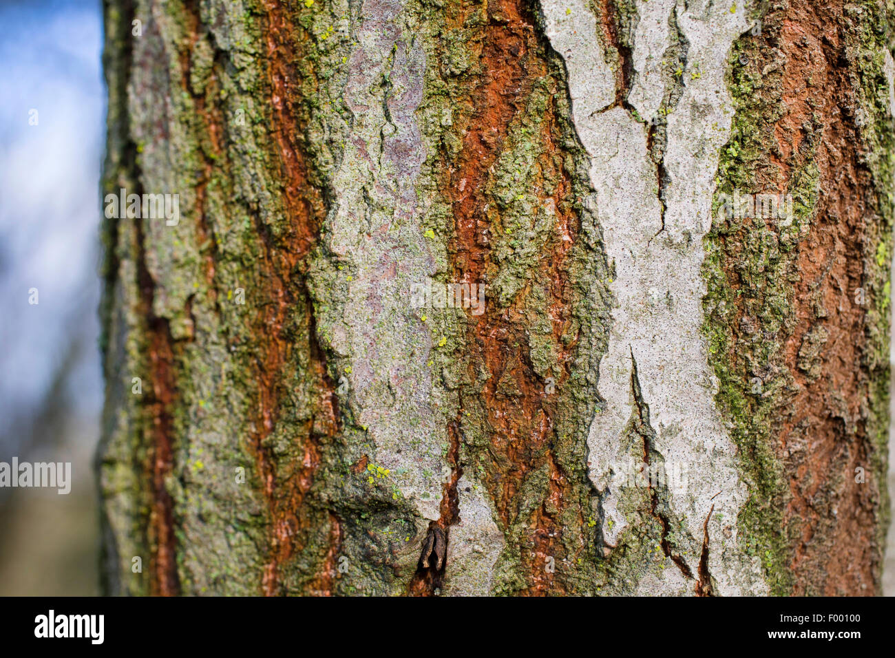European aspen (Populus tremula), bark, Germany Stock Photo: 86052624 ...