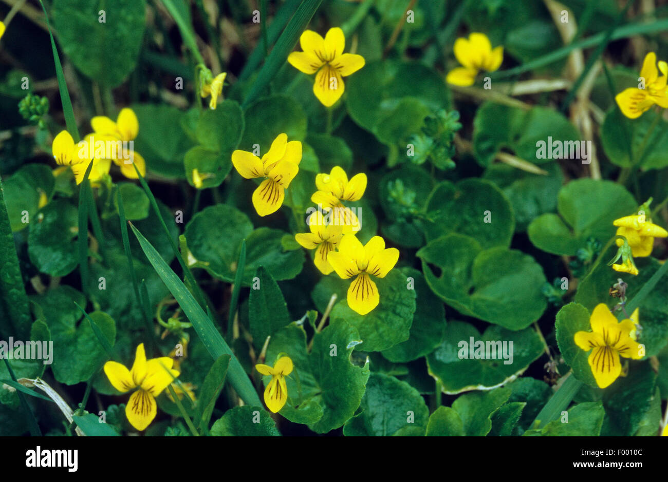 yellow wood violet, Alpine yellow-violet, Twoflower violet (Viola ...