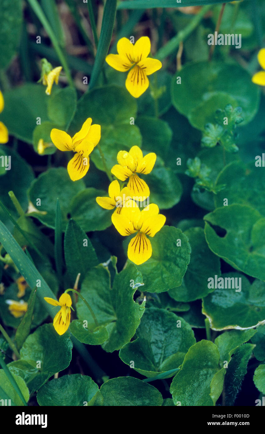 yellow wood violet, Alpine yellow-violet, Twoflower violet (Viola ...