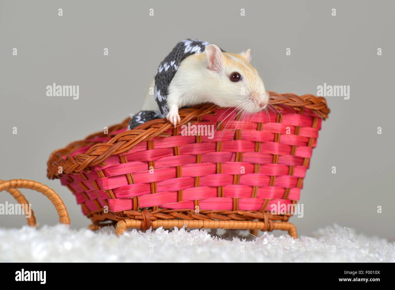 Mongolian gerbil, clawed jird (Meriones unguiculatus), gerbil in a ...