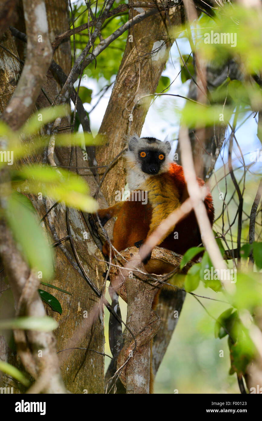 black lemur (Lemur macaco, Petterus macaco), female sits on a tree ...