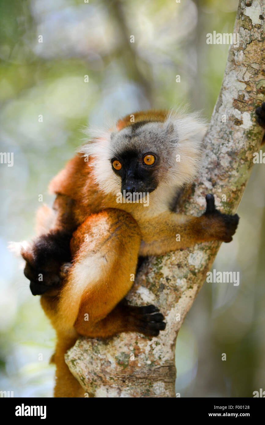 black lemur (Lemur macaco, Petterus macaco), female with pup clims on a ...