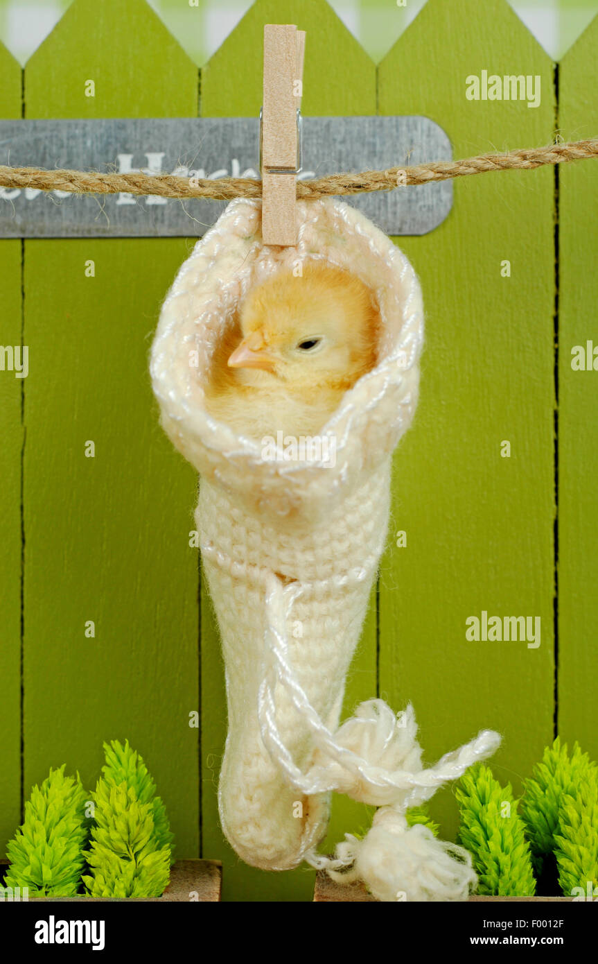 domestic fowl (Gallus gallus f. domestica), chick hanging in a little ...
