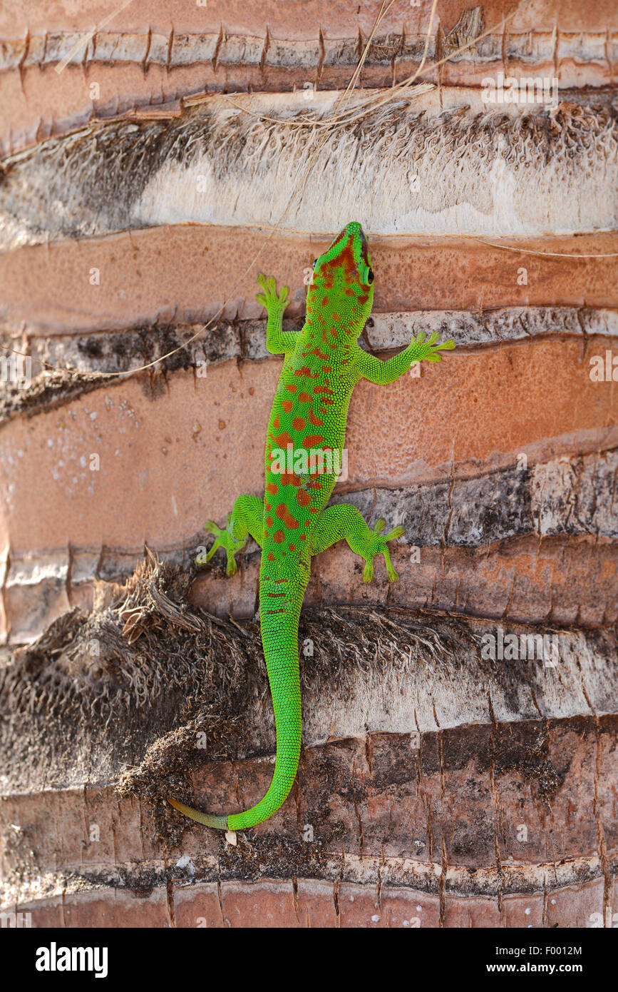 madagascar giant day gecko (Phelsuma madagascariensis grandis, Phelsuma ...