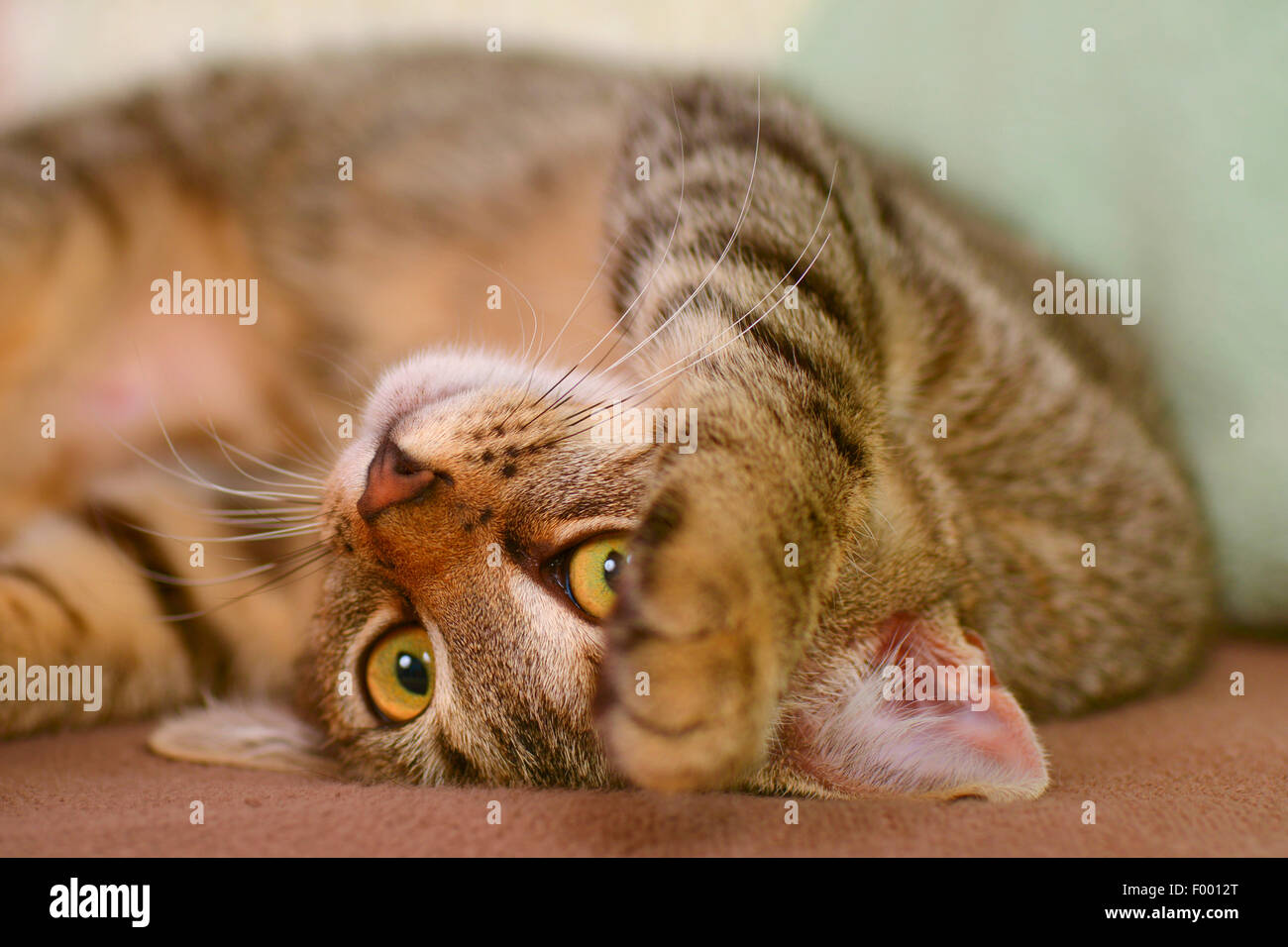 domestic cat, house cat (Felis silvestris f. catus), cat feeling ...