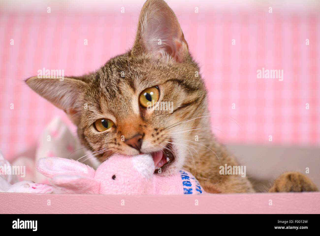 domestic cat, house cat (Felis silvestris f. catus), striped cat ...