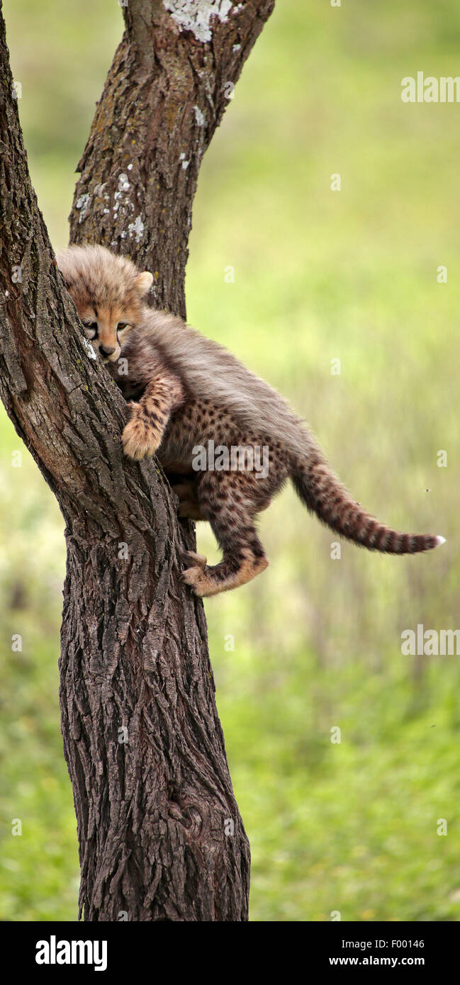 Cheetah On Tree Stock Photos & Cheetah On Tree Stock Images - Alamy