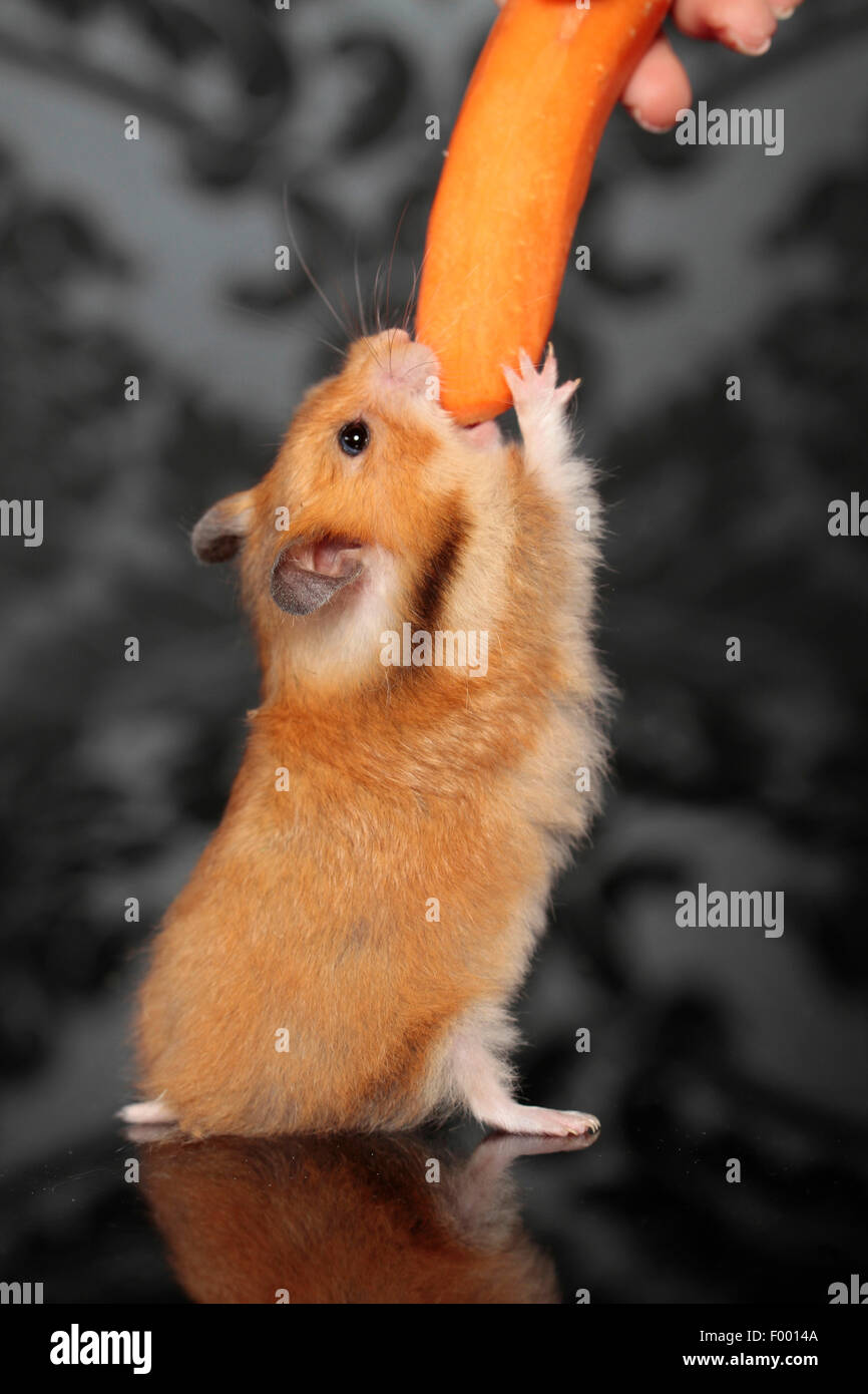Hamsters Comiendo Zanahorias La Mano Humana Alimenta Al Hámster Con