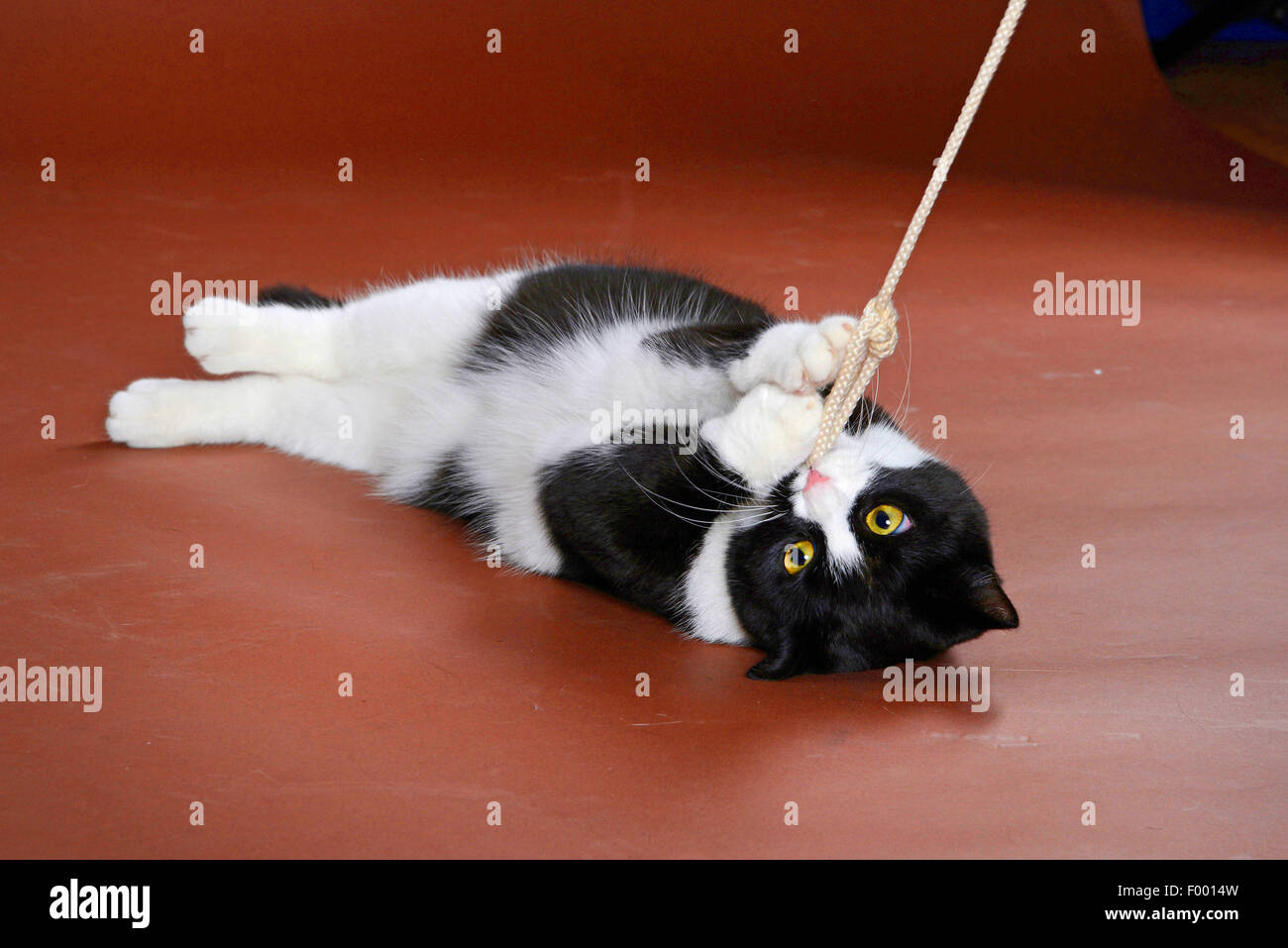domestic cat, house cat (Felis silvestris f. catus), black and white ...