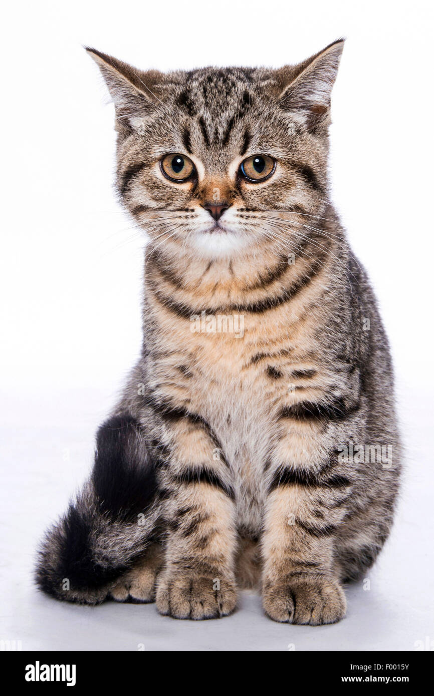 British Shorthair (Felis silvestris f. catus), sitting little striped ...