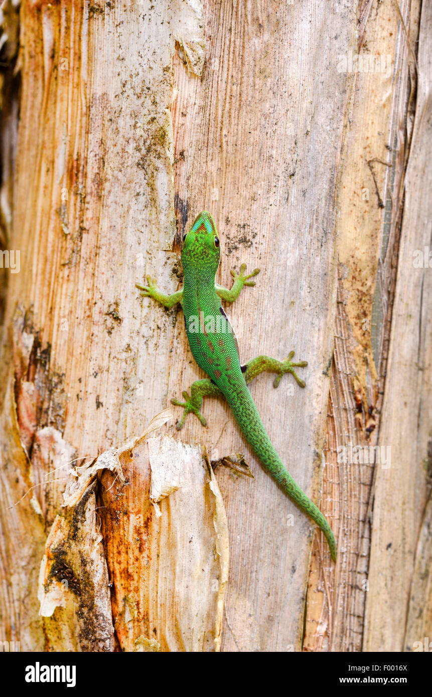 Lined day gecko, Striped Day Gecko (Phelsuma dorsivittata, Phelsuma ...