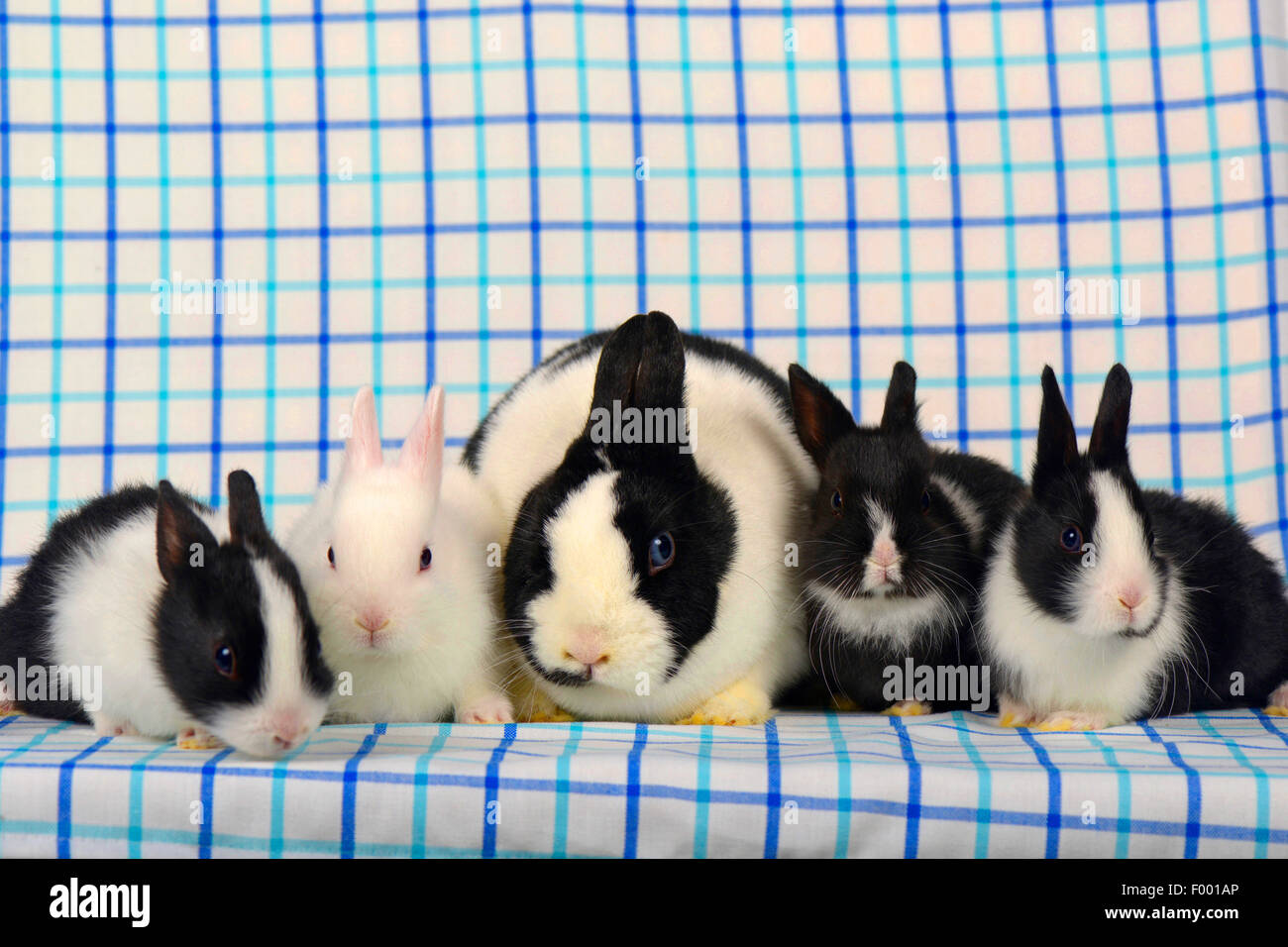 Netherland Dwarf (Oryctolagus cuniculus f. domestica), four bunnies ...