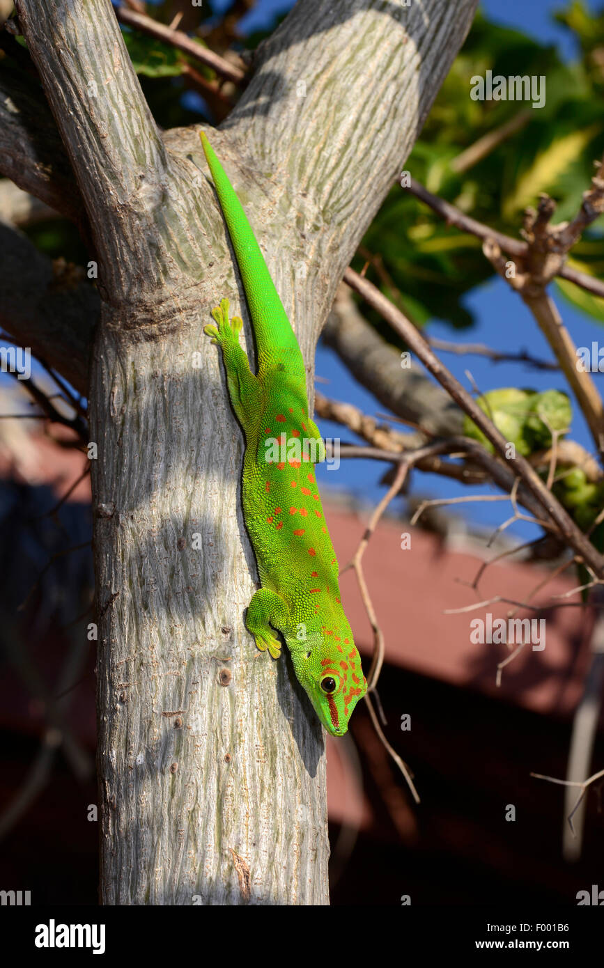 Green gecko on a log hi-res stock photography and images - Alamy