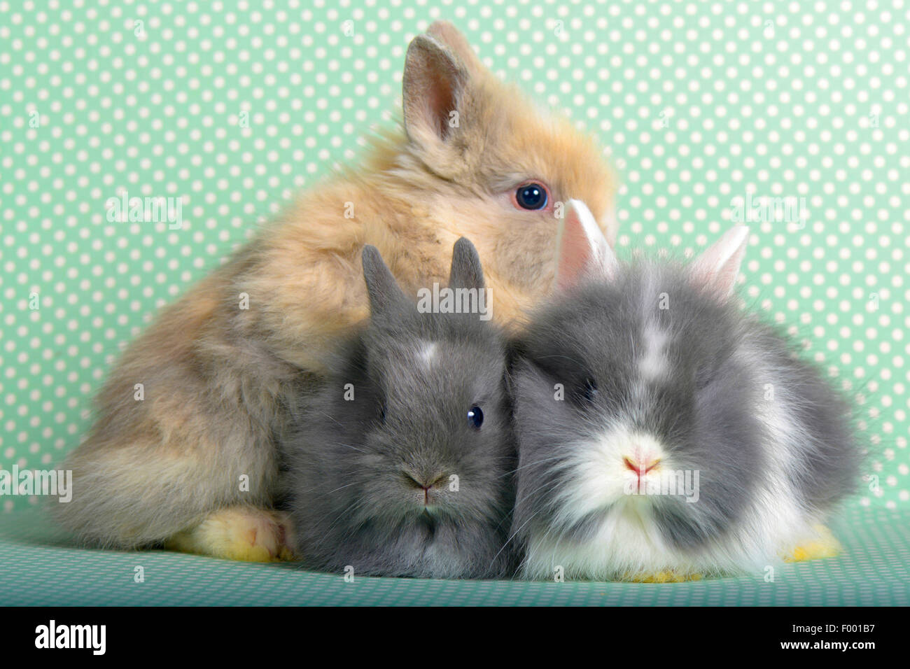 dwarf rabbit (Oryctolagus cuniculus f. domestica), three young rabbits ...