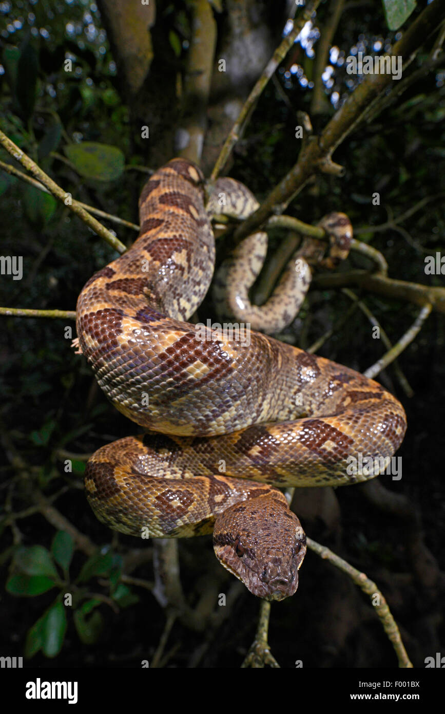 Madagascar tree boa (Sanzinia madagascariensis), climbs in a tree ...