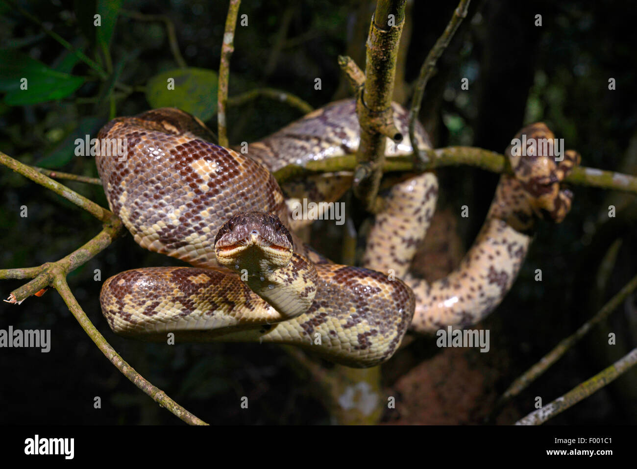 Madagascar tree boa (Sanzinia madagascariensis), climbs in a tree ...