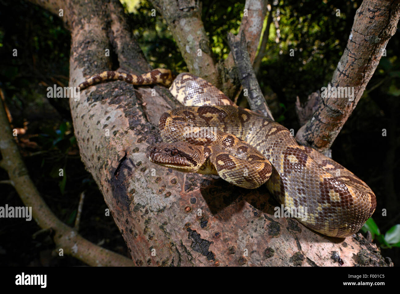Madagascar tree boa (Sanzinia madagascariensis), climbs in a tree ...