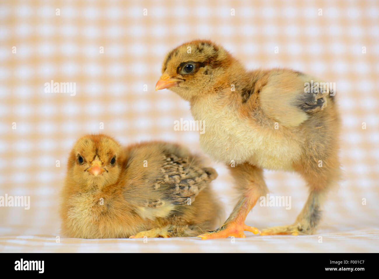Checkered chicken hi-res stock photography and images - Alamy
