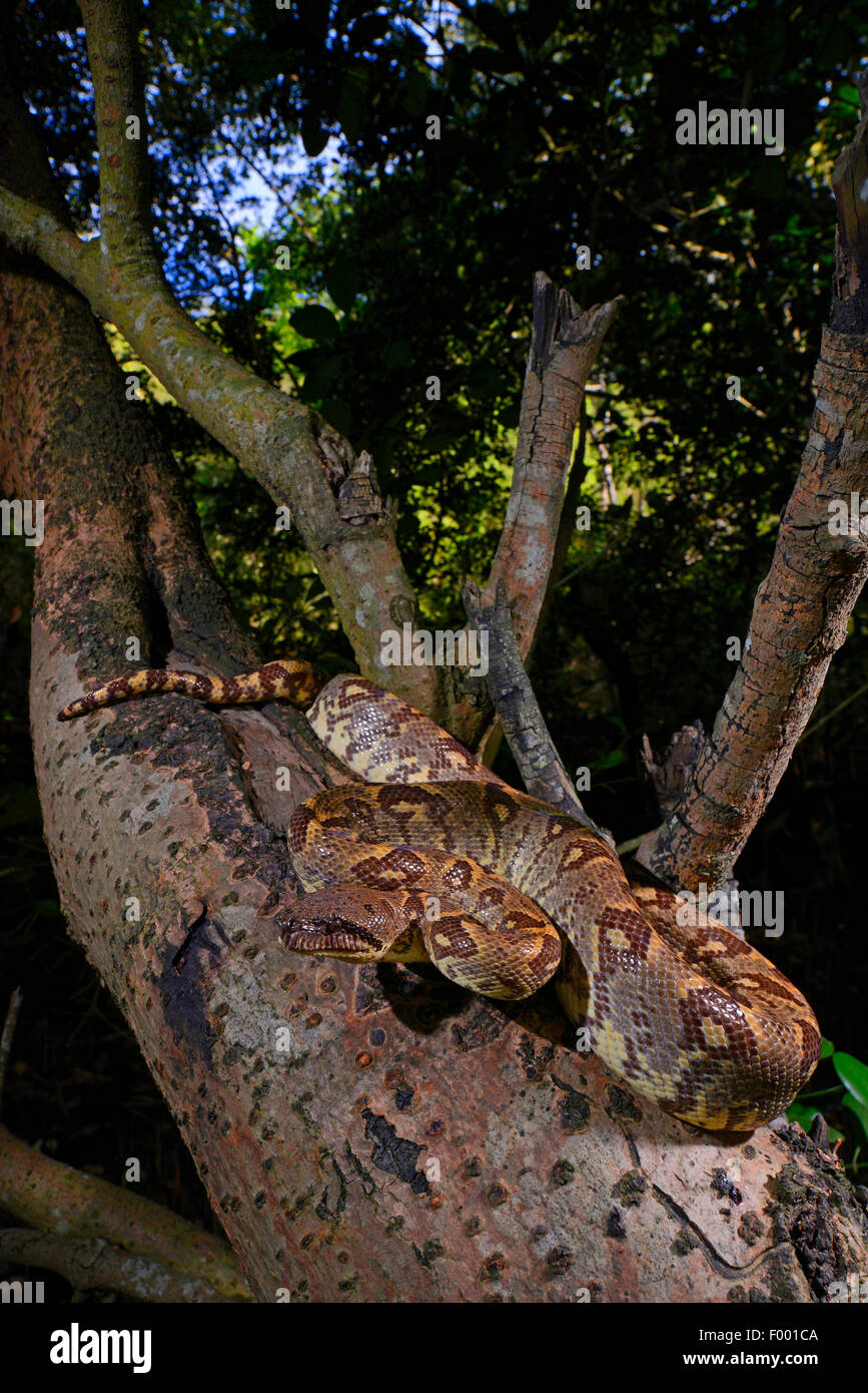 Madagascar tree boa (Sanzinia madagascariensis), climbs in a tree ...