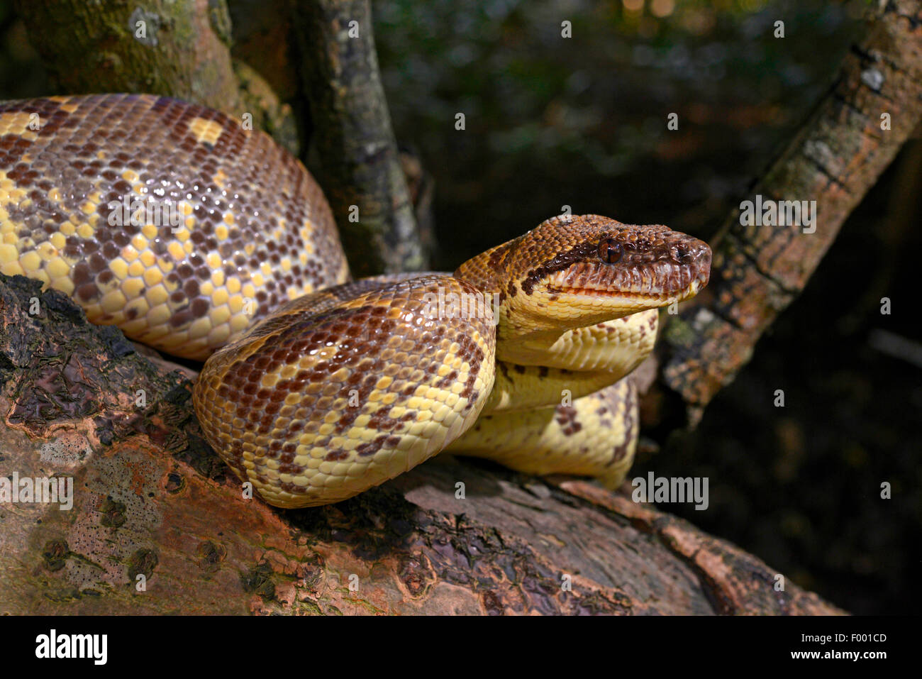 Madagascar tree boa (Sanzinia madagascariensis), climbs in a tree ...