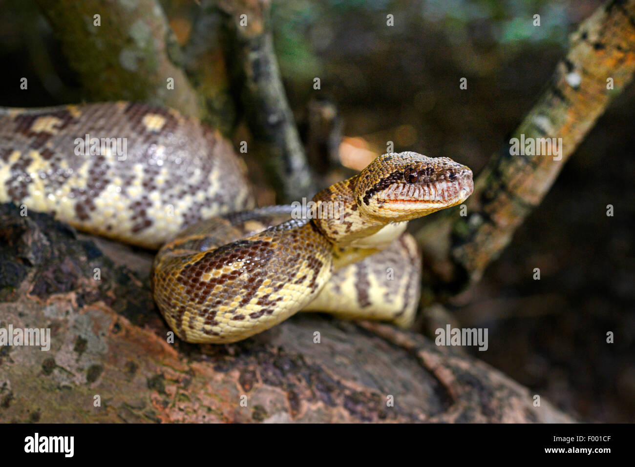 Madagascar tree boa (Sanzinia madagascariensis), climbs in a tree ...