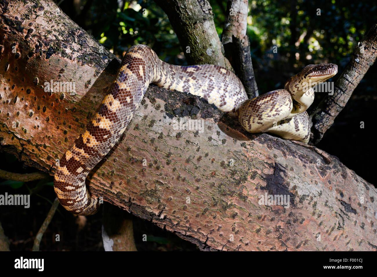 Madagascar tree boa (Sanzinia madagascariensis), climbs in a tree ...