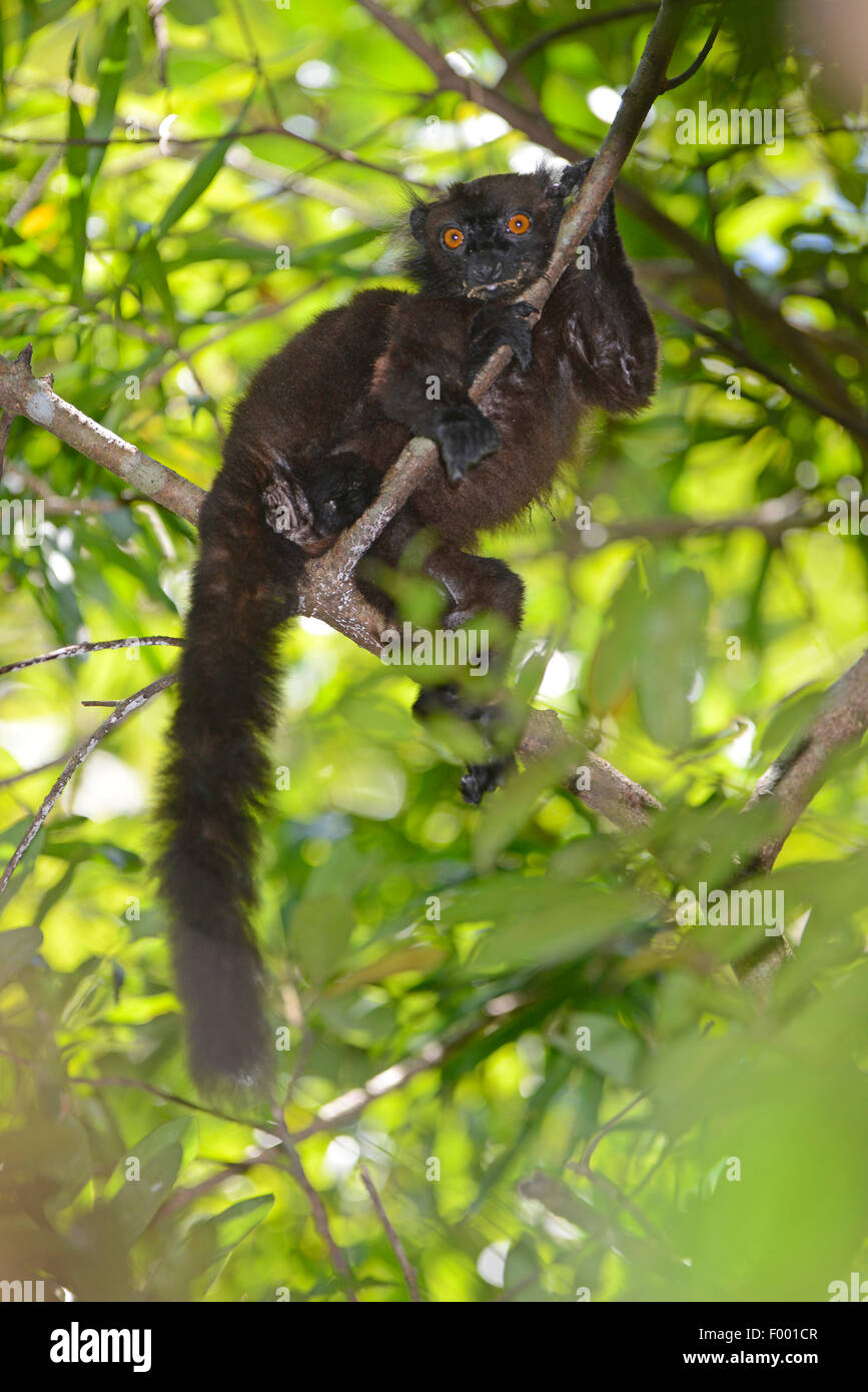 black lemur (Lemur macaco, Petterus macaco), male sits on a tree ...