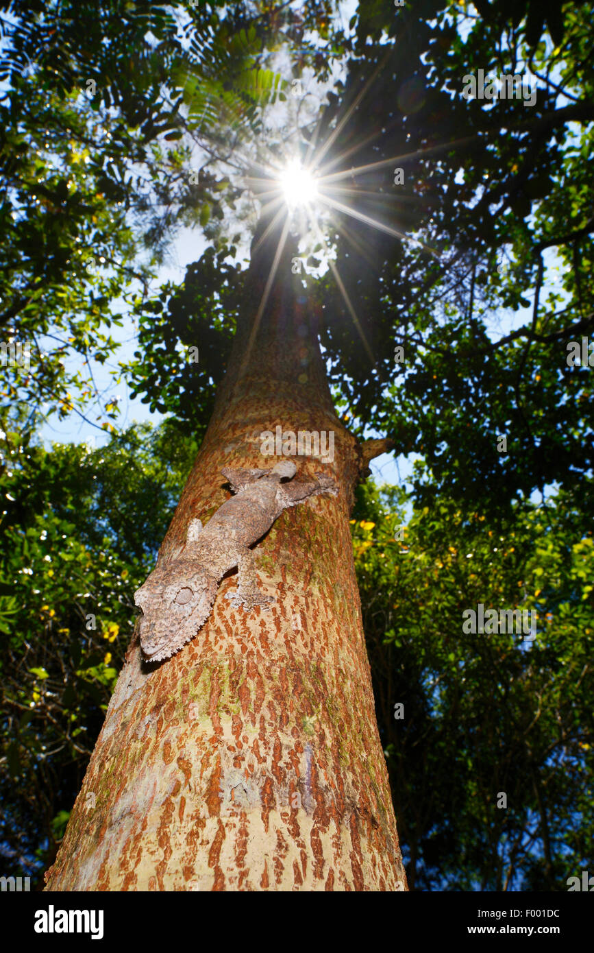 Henkel's Leaf-tailed Gecko (Uroplatus henkeli), perfectly camouflaged ...