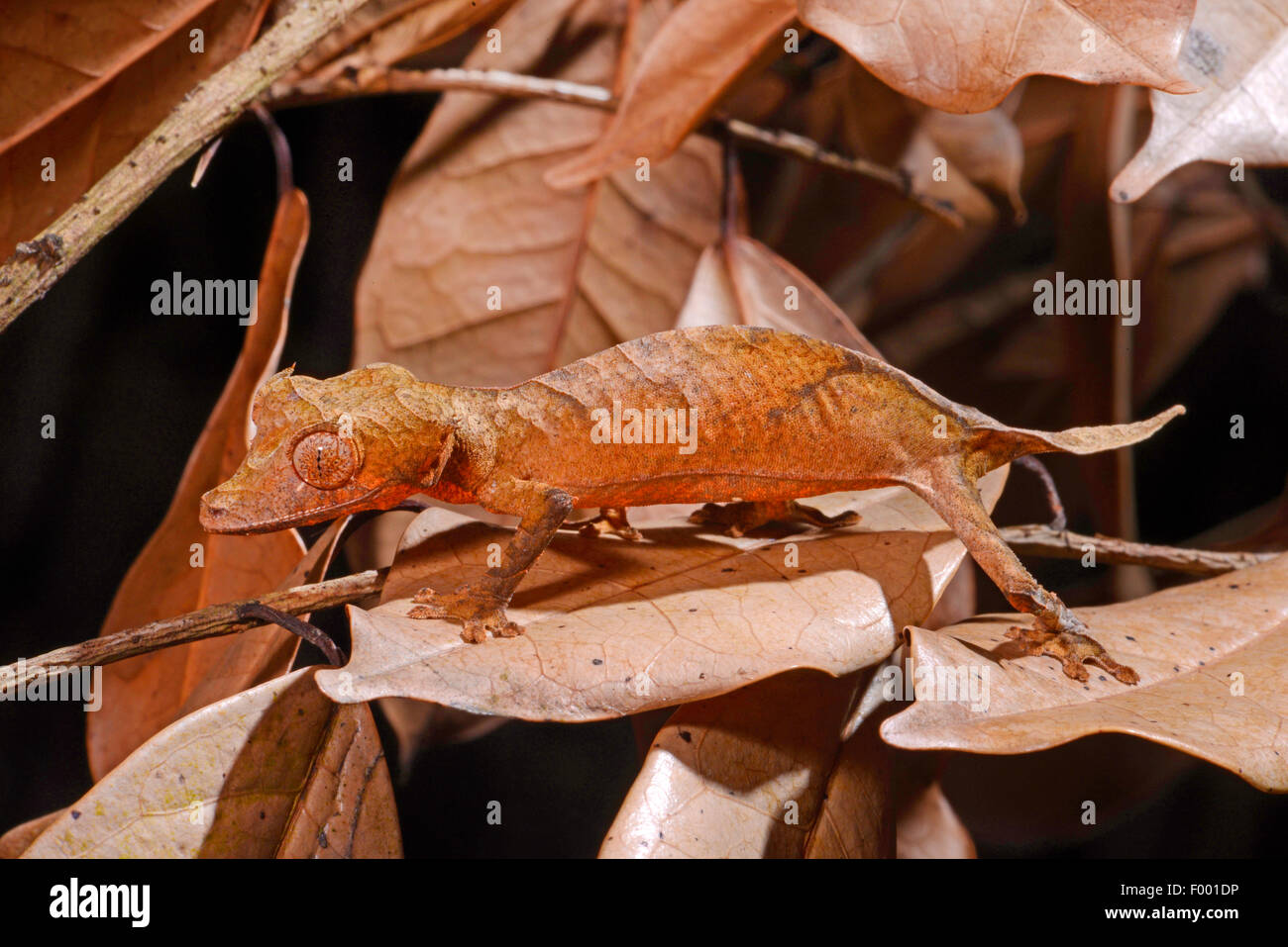 Leaf tail hi-res stock photography and images - Alamy