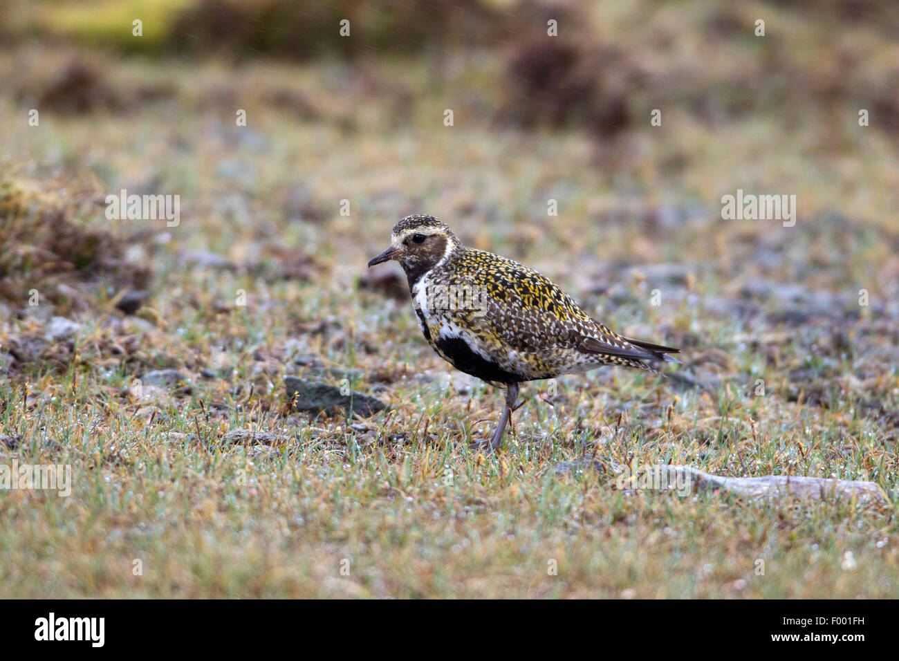 European Golden Plover Pluvialis apricaria adult male in breeding ...