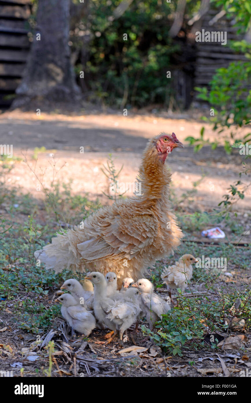 domestic fowl (Gallus gallus f. domestica), hen with chicks in ...