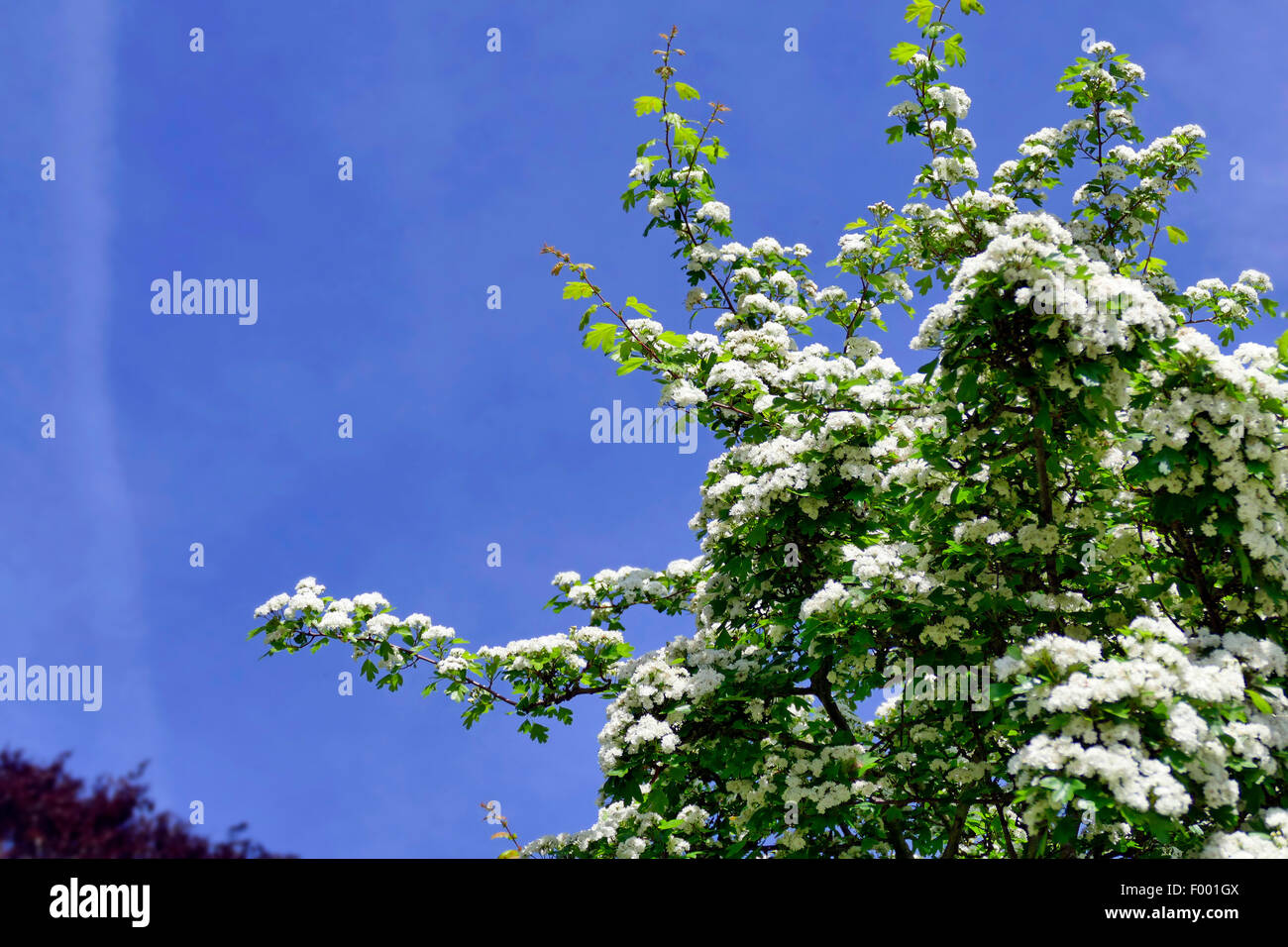 White thorn tree hi-res stock photography and images - Alamy