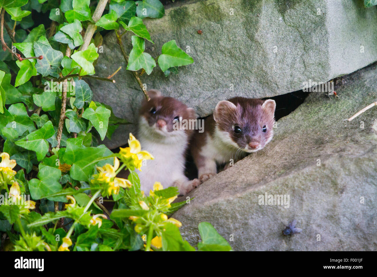 Ermine, Stoat, Short-tailed weasel (Mustela erminea), two ermines ...