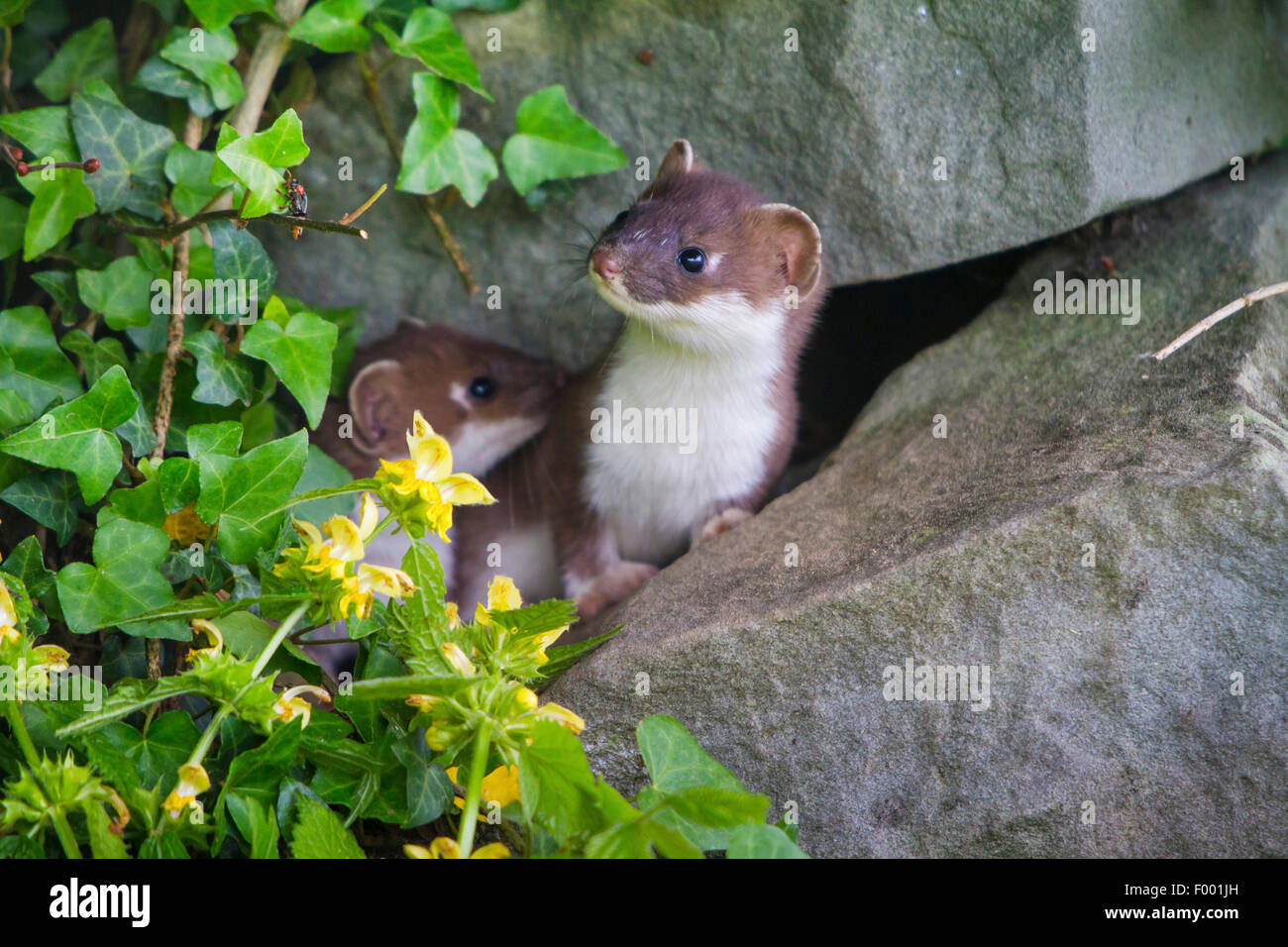 Ermines hi-res stock photography and images - Alamy