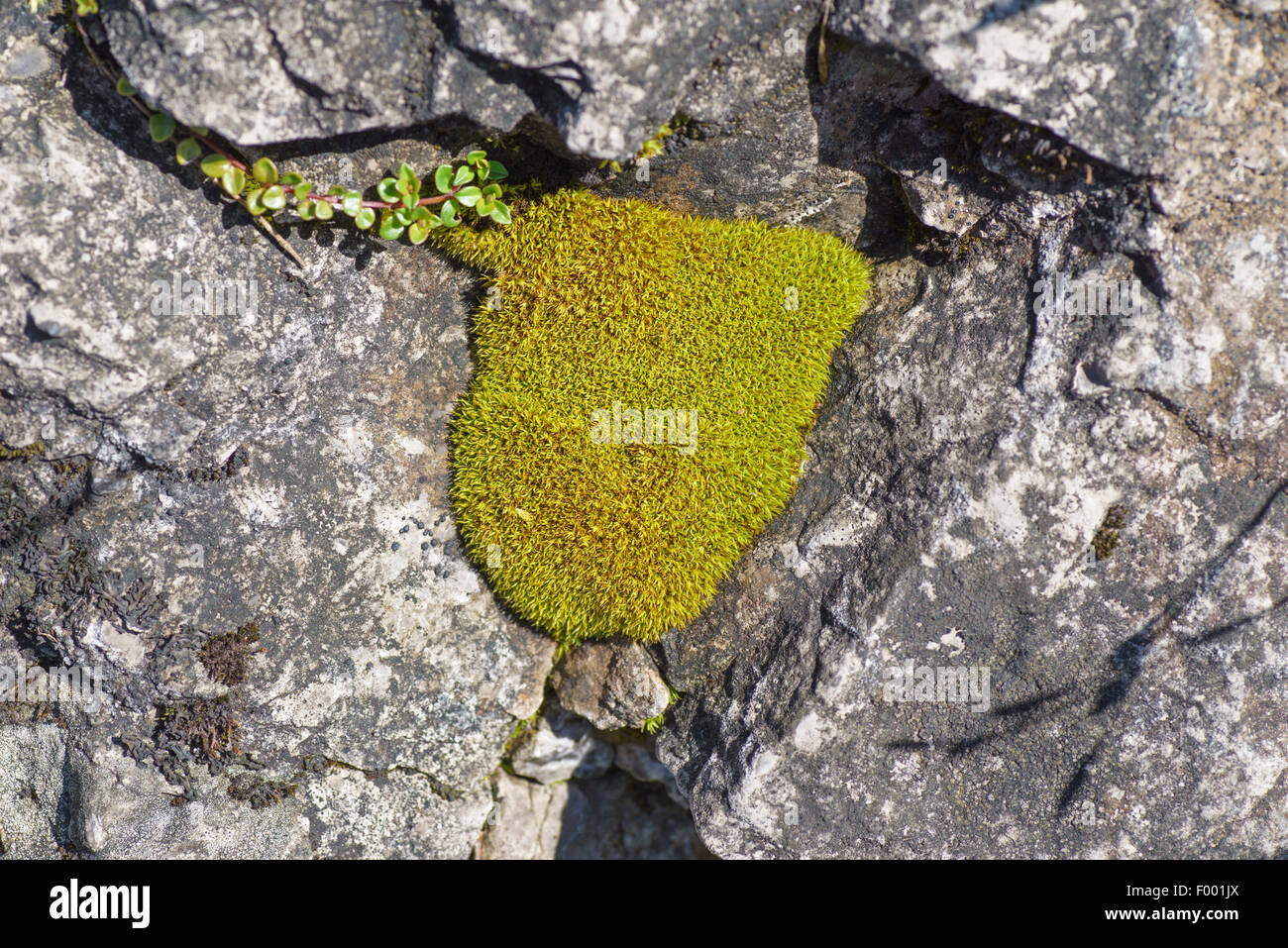 In crevices hi-res stock photography and images - Alamy