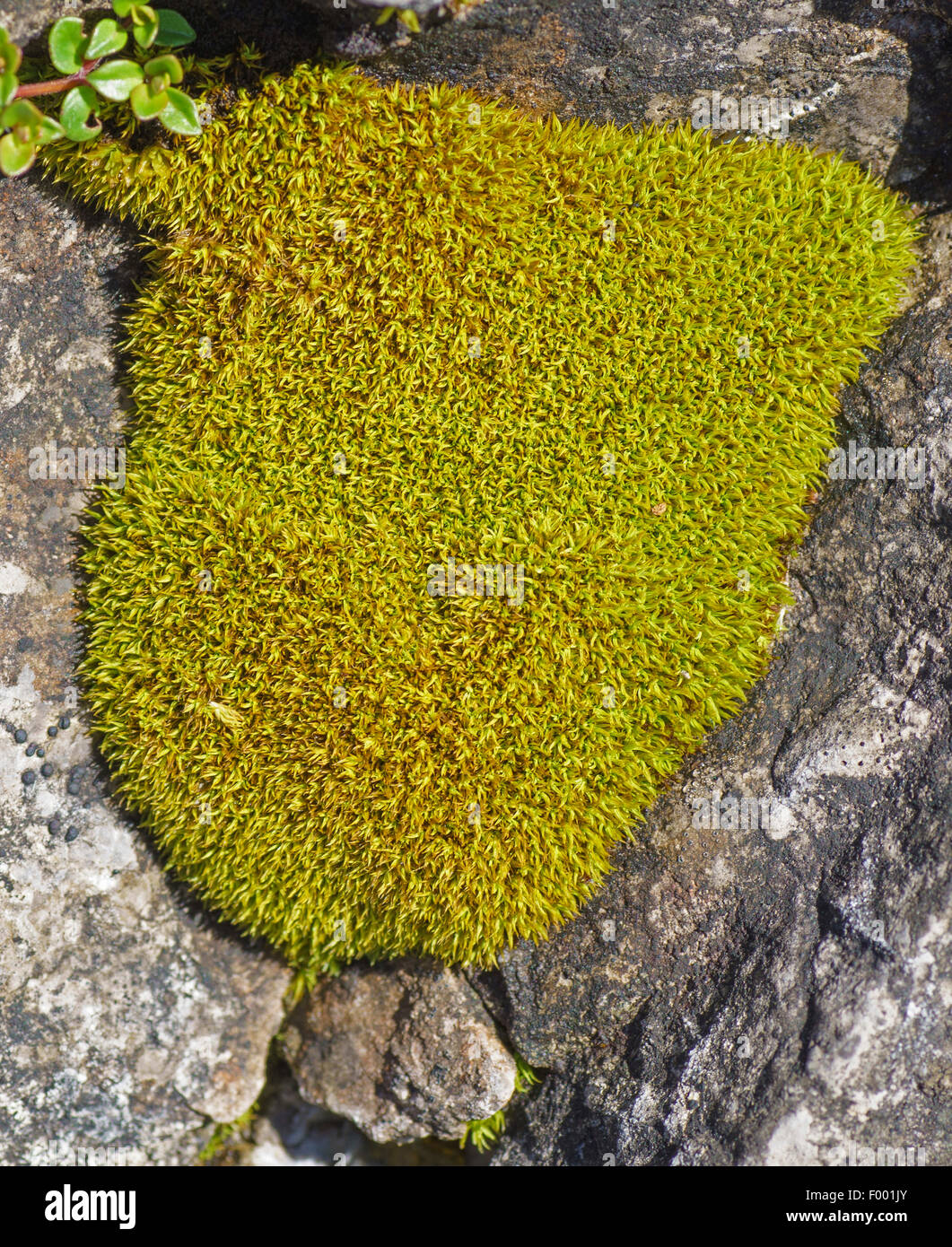 Rock crevices hi-res stock photography and images - Alamy