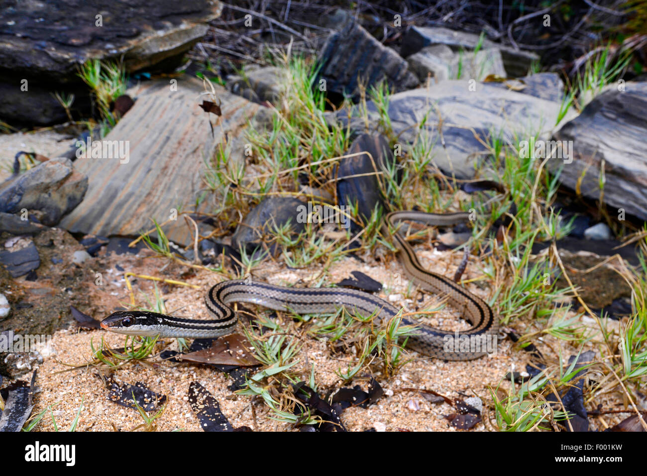 Four-striped Snake (Dromicodryas quadrilineatus), winds on the ground ...