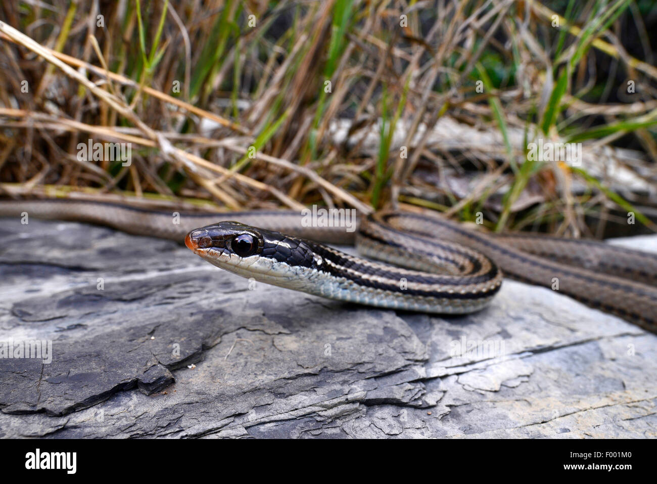 Four-striped Snake (Dromicodryas quadrilineatus), portrait, Madagascar ...