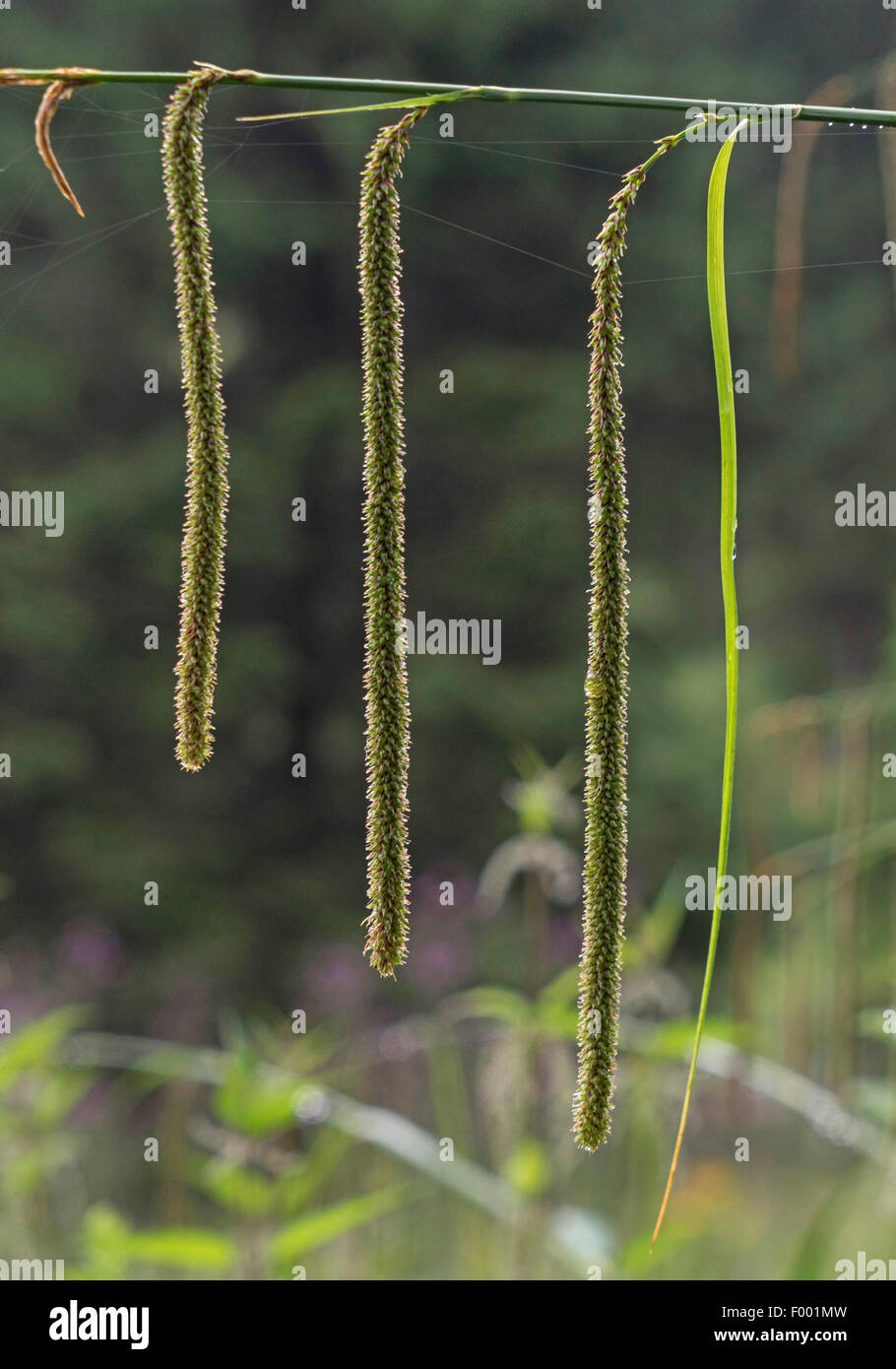 Pendulous sedge, Giant sedge grass (Carex pendula), inflorescence ...