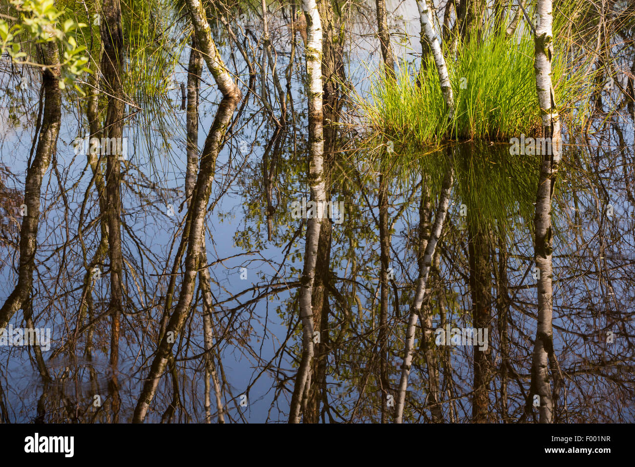 Silver Birch trees reflected in a pool at Foulshaw nature reserve, a ...