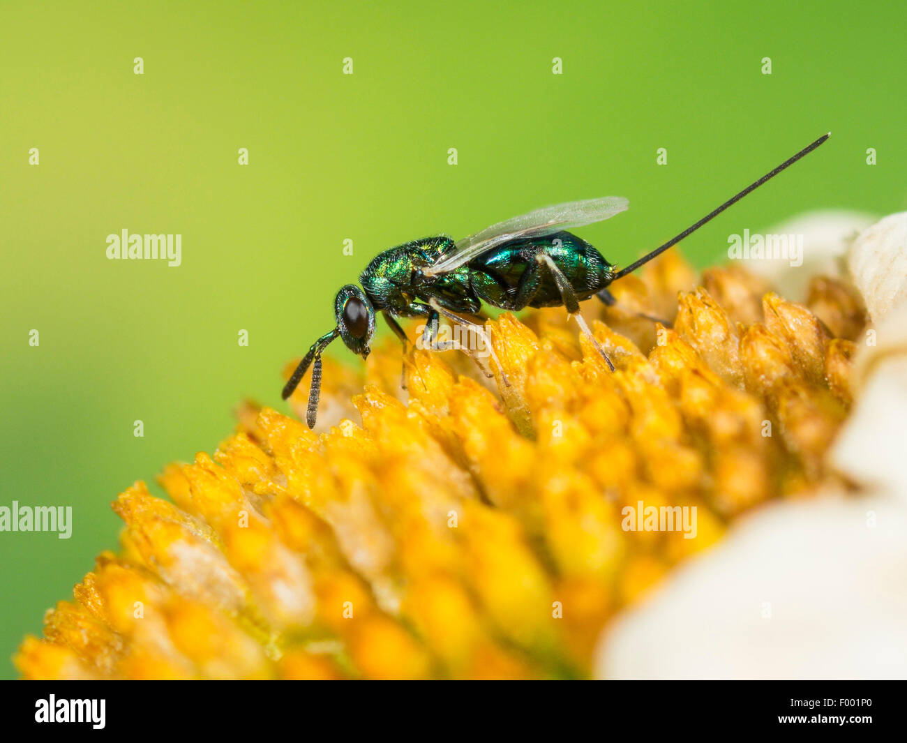 Chalcid wasp (Torymus laetus), Female on the withered flower of oxeye ...