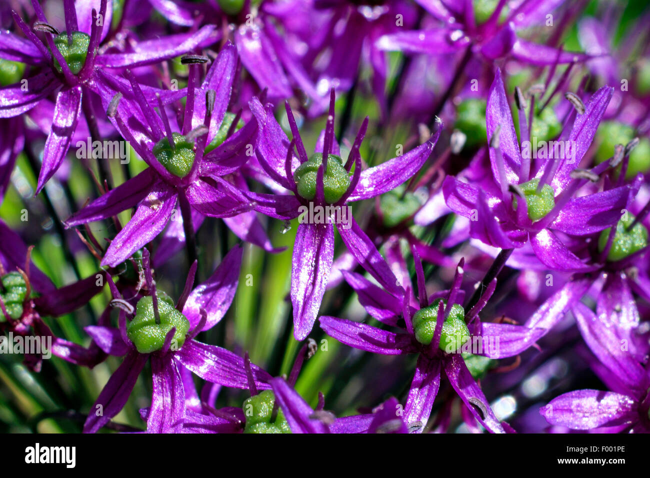 giant Persian allium (Allium aflatunense 'Purple Sensation', Allium ...