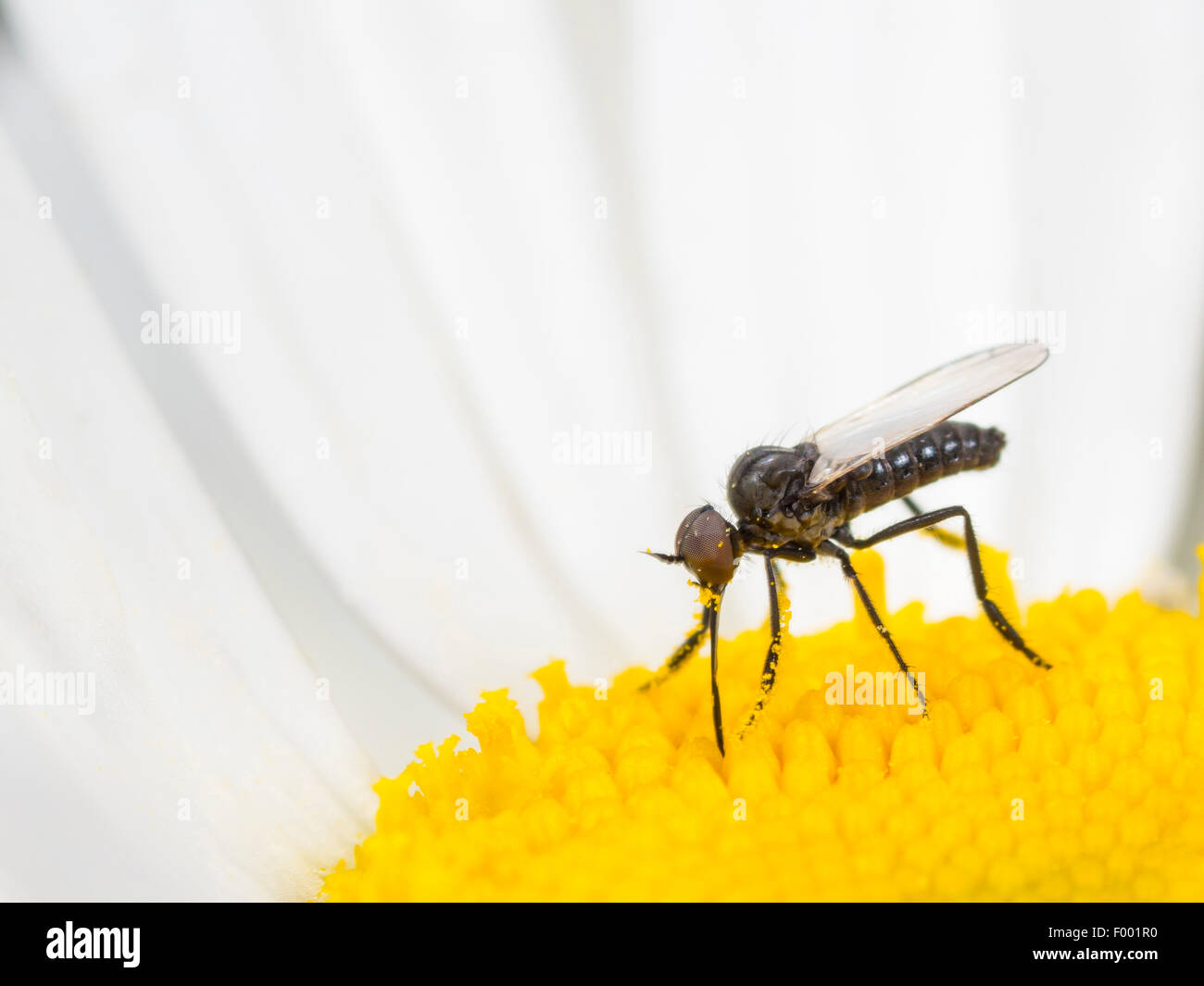 Dancing fly (Hilara galactoptera), Hilara galactoptera foraging on ...