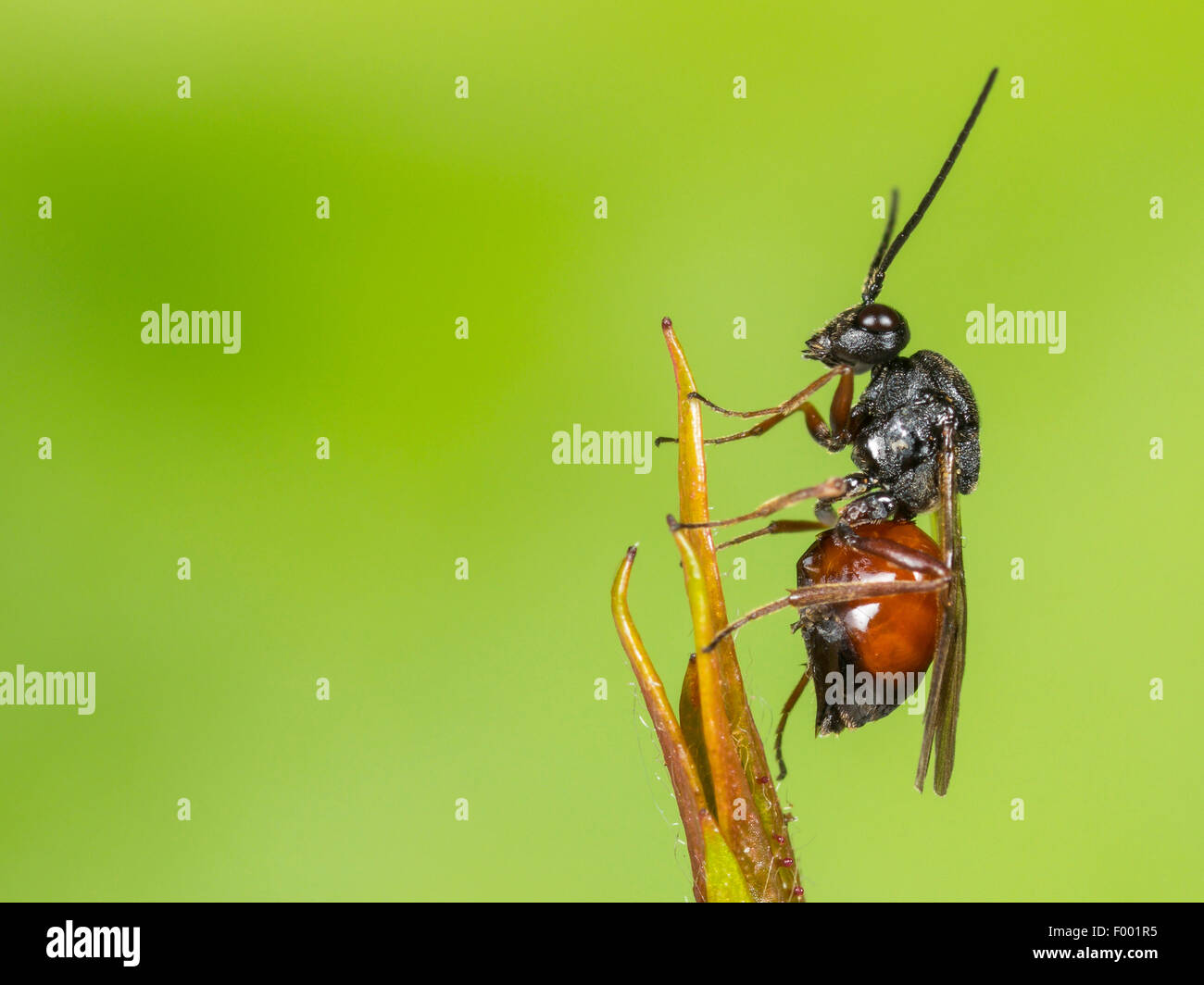 mossy rose gall wasp, bedeguar gall wasp (Diplolepis rosae), female ...