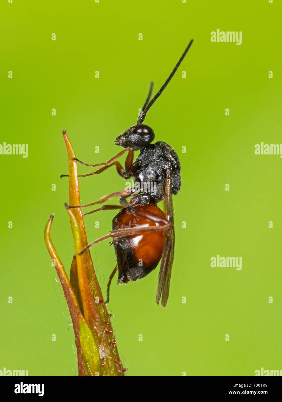 mossy rose gall wasp, bedeguar gall wasp (Diplolepis rosae), female ...