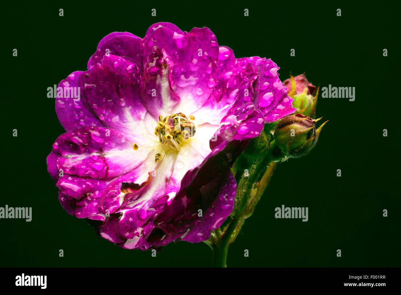 ornamental rose (Rosa 'Perennial Blue', Rosa Perennial Blue), flower ...